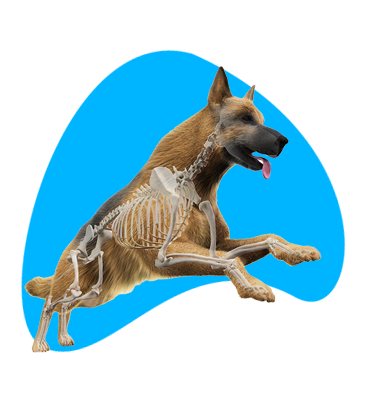 Anatomia psa — czym charakteryzuje się budowa ciała psa?